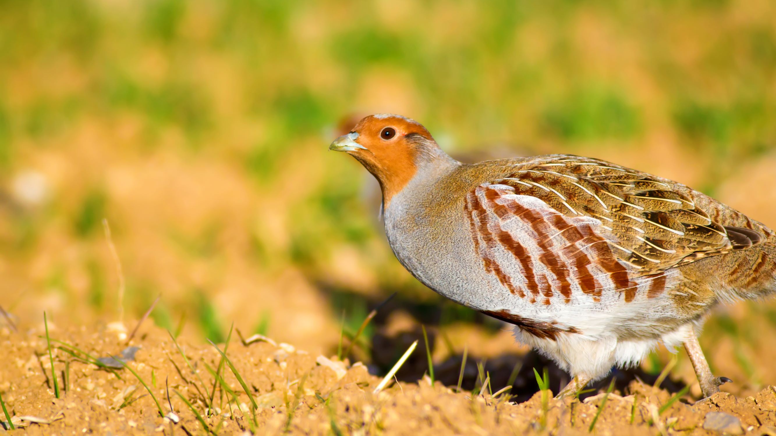 Patrijs in Weert | Biodiversiteitstresstest
